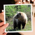 3drose, Grizzly Bear Scans the Area for Danger in Yukon Territory ...