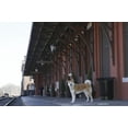 Sony Pictures: Alpha, A Dog's Way Home, Hachi: A Dog's Tale - 3-Movie ...