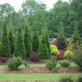 Proven Winners ColorChoice North Pole Arborvitae Live Shrub (2 Gallon ...