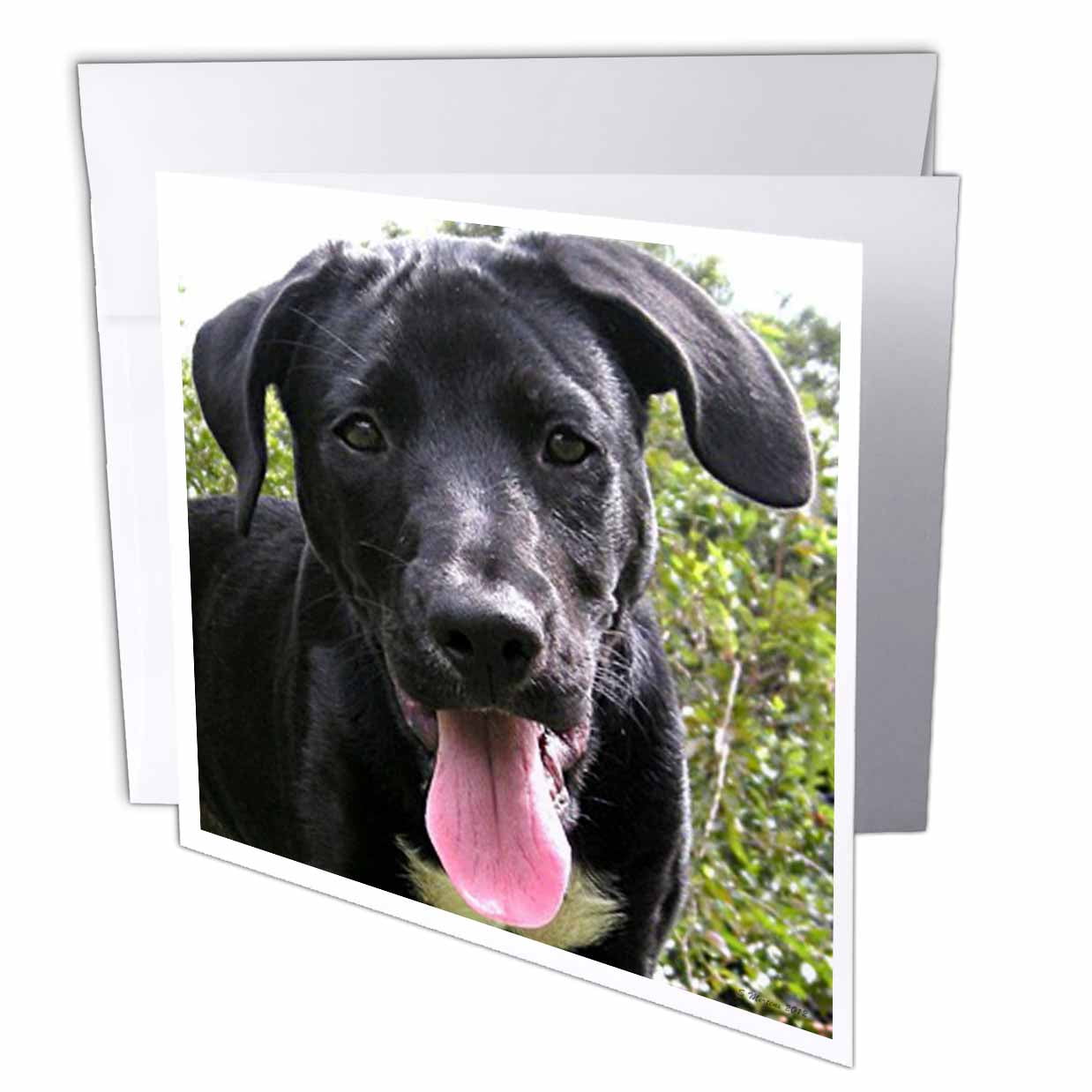 Labrador Greeting Cards Card Stock