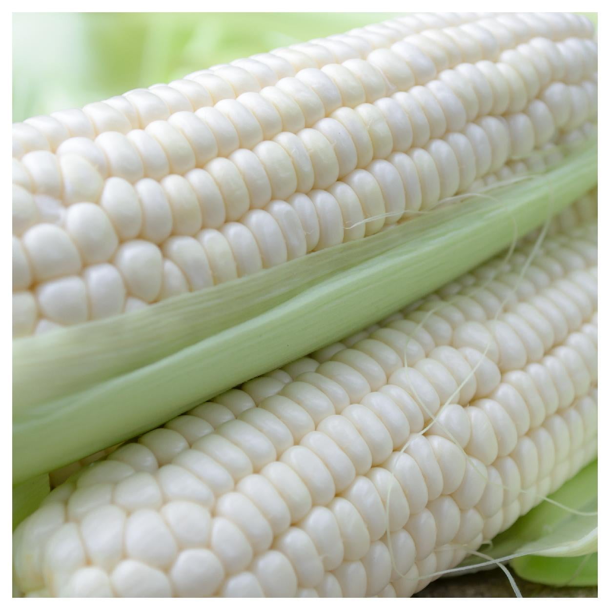 Everwilde Farms - 1 oz Silver Queen F1 Hybrid White Sweet Corn Seeds ...