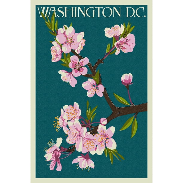 Washington Dc Cherry Blossoms