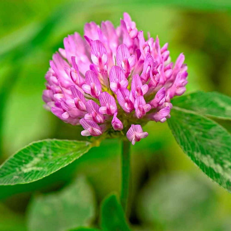 Red Clover Plant
