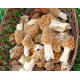 TRUE morel mushroom grow kit grow morel mushrooms at home and garden ...