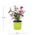 Knockout 1gal Pink Rose Live Shrub Plant Sun - Walmart.com