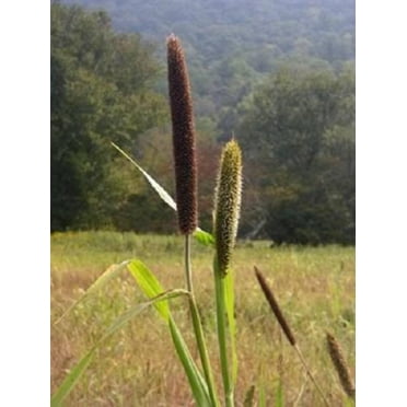 Seedville 25 Red Jewel Millet/ Setaria Italica Flower Seed - Walmart.com