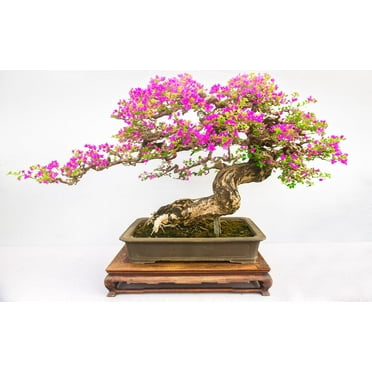 Japanese Persimmon Tree Seeds for Planting - 10 Seeds - Diospyros kaki ...