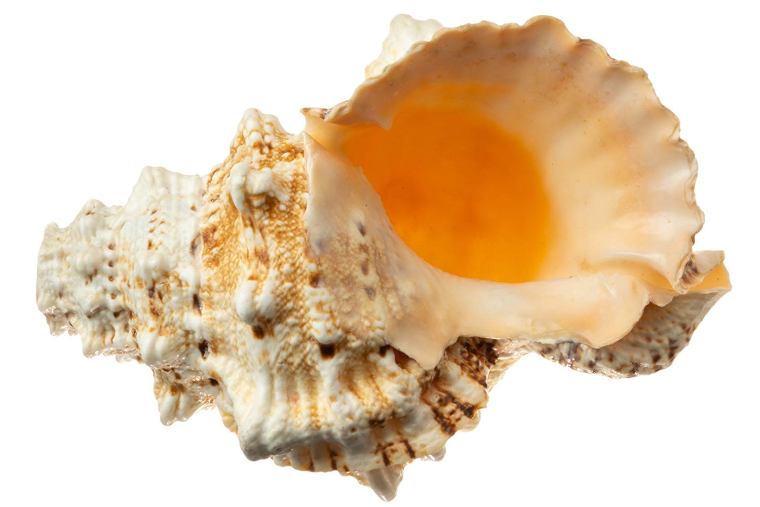 Frog Shell Horn | 1 Frog Shell Horn Sea Shell 8" - Walmart.com