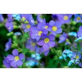 100 BLUE PEARL POLEMONIUM ( Jacobs Ladder ) Polemonium Caeruleum Flower ...