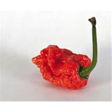 10 Red CAROLINA REAPER PEPPER World's Hottest Capsicum Chinense Hot ...