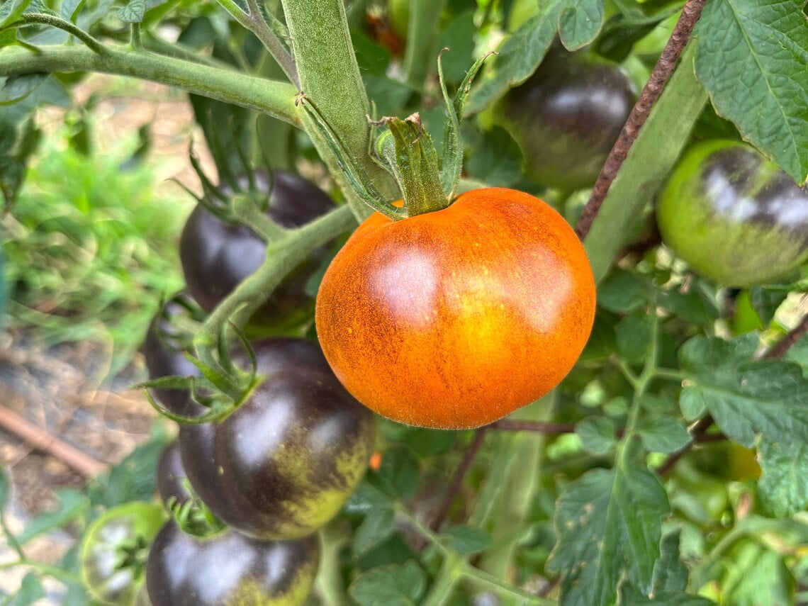 Blue Tomato Plant