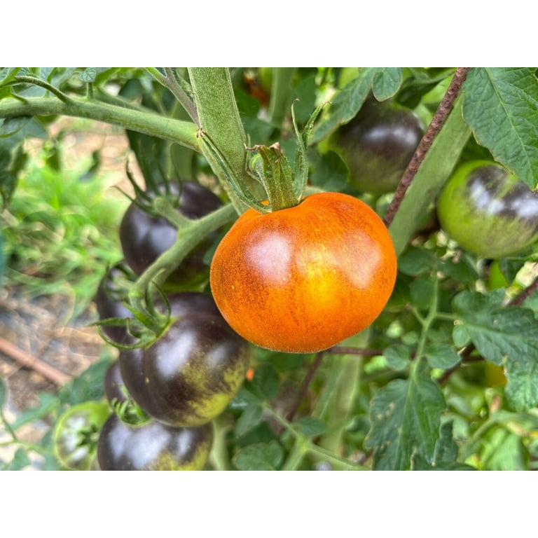 Blue Tomato Seeds