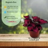 BubbleBlooms Harmony's Red Robin Begonia Rex, Painted-Leaf Unique ...