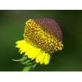 50 ROSILLA Helenium Puberulum Autumn Lollipop Sneezeweed Dogtooth Daisy ...