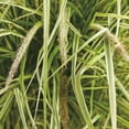 Proven Winners 10" Graceful Grasses 'Sky Rocket' Fountain Grass ...