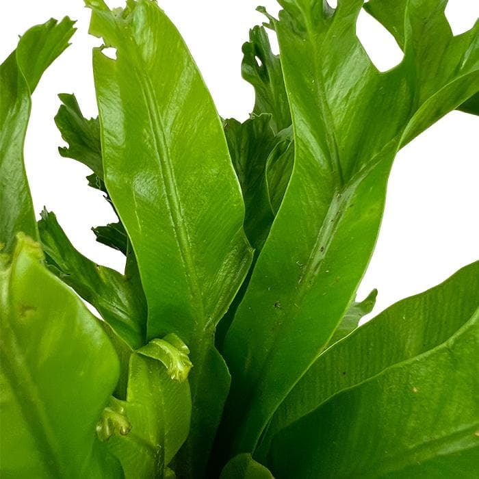 Asplenium Nidus Leaf