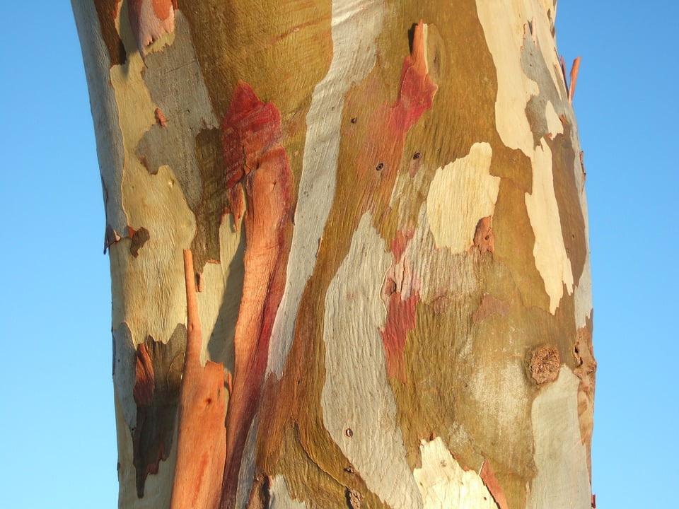 Eucalypt Colorful Australia Tree Bark 20 Inch By 30 Inch Laminated eucalypt-colorful-australia-tree-bark-20-inch-by-30-inch-laminated