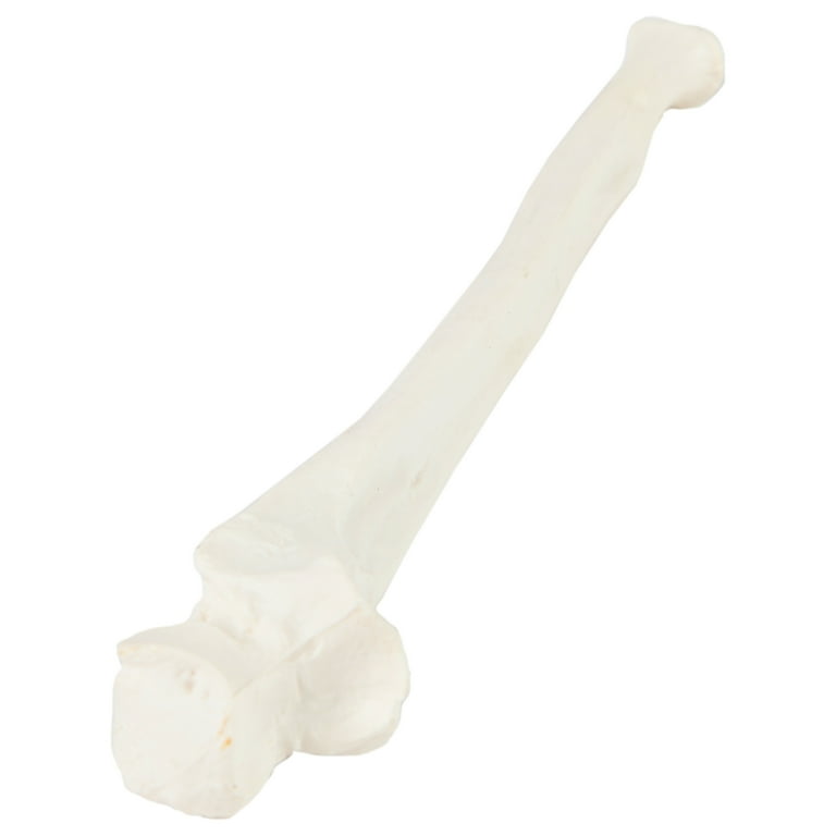 Human Ulna Bone