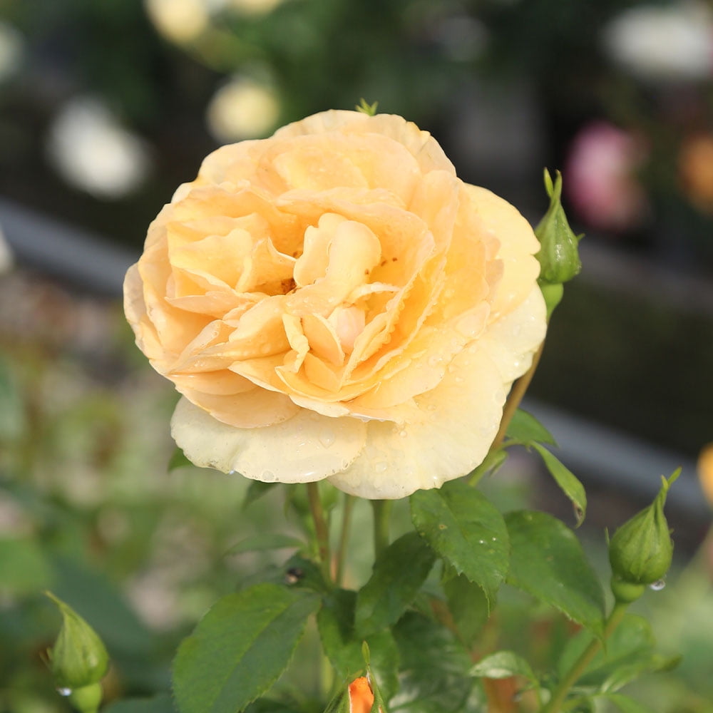 Heirloom Roses Yellow Rose Bush - Soaring To Glory Live Plant ...
