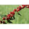 7 BLUE SAUSAGE FRUIT Edible & Ornamental Decaisnea Fargesii Tree Shrub ...