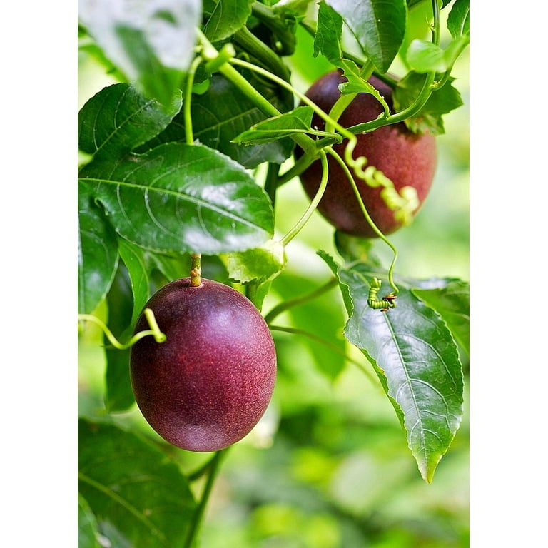 Passion Fruit Tree