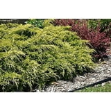 Gold Lace Juniper - 3 Live Plants - Juniperus Chinensis - Evergreen ...