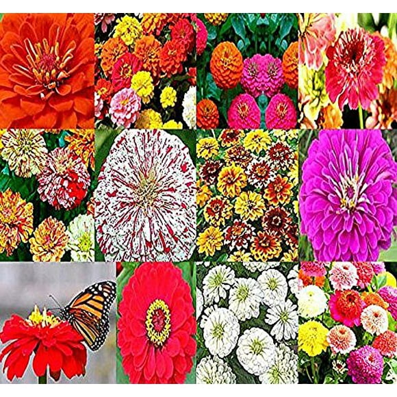 Rainbow Flower Seeds