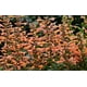 Mango Tango Hummingbird Mint - Agastache - Anise Hyssop - Hardy - Quart ...