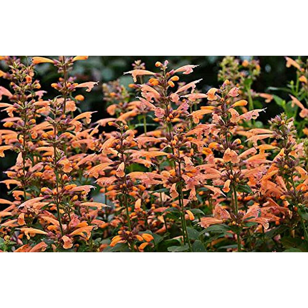 Mango Tango Hummingbird Mint - Agastache - Anise Hyssop - Hardy - Quart ...