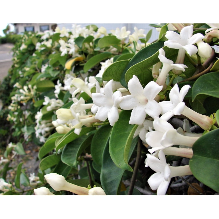 Stephanotis Vine Seeds