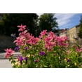 Seedville 50 Pink Sundae Sage Salvia Viridis syn. Salvia Horminum Plant ...