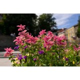 Seedville 50 Pink Sundae Sage Salvia Viridis syn. Salvia Horminum Plant ...