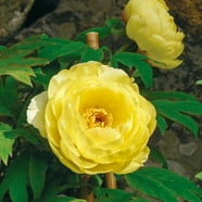 Birch's Double Flowering Geranium Dormant Bare Root Perennial Plants, 3 ...