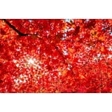 10 RED JAPANESE MAPLE Tree Bloodgood Ornamental Acer Palmatum Seeds ...