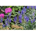 Seedville USA 50 Mixed Colors Veronica Sightseeing Mixture, Pink ...