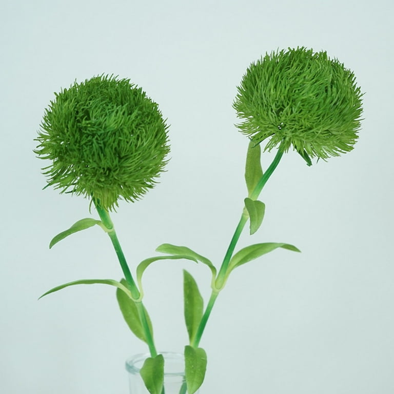 Green Ball Dianthus