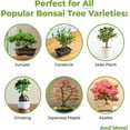 Bonsai Soil by - 2qts. | Premium All-Purpose Mix Bonsai Tree Varieties ...