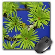 3dRose State Flag of Maryland - US American - Heraldic banner of George ...