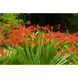 10 RED LUCIFER CROCOSMIA Crocosmia Masoniorum Flower Seeds - Walmart.com