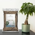 Money Tree Soil (4 Quarts), Potting Mix for Planting/Repotting Pachira ...
