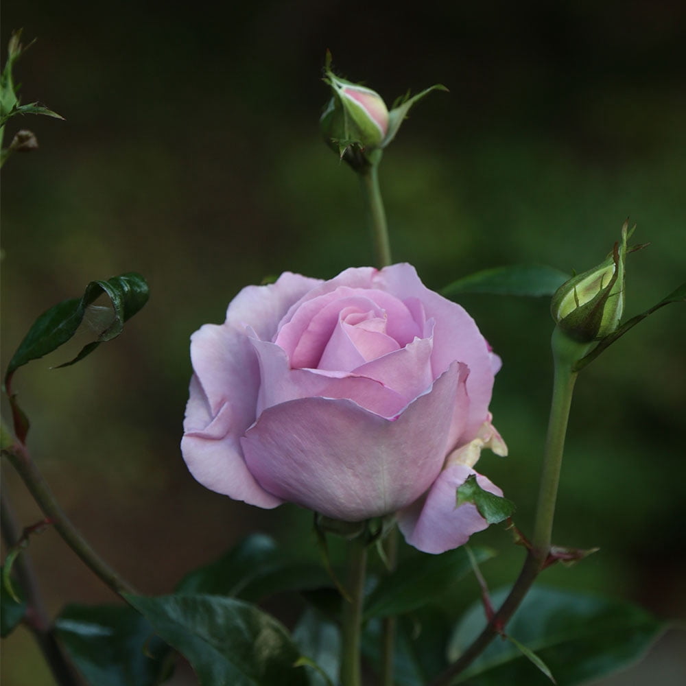 Sterling Silver Rose Bush