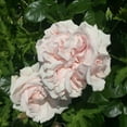 Heirloom Roses - Parfuma® First Crush™ Floribunda Rose Bush - Live Pink ...