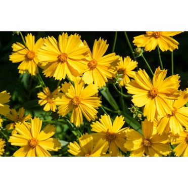 Lanceleaf Coreopsis Outdoor Flower Garden Seeds - 500 Mg Packet ~1500 ...