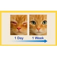 Pet Eye Care Cream for Cats, Dogs, Horses & Birds - For Soothes Red ...
