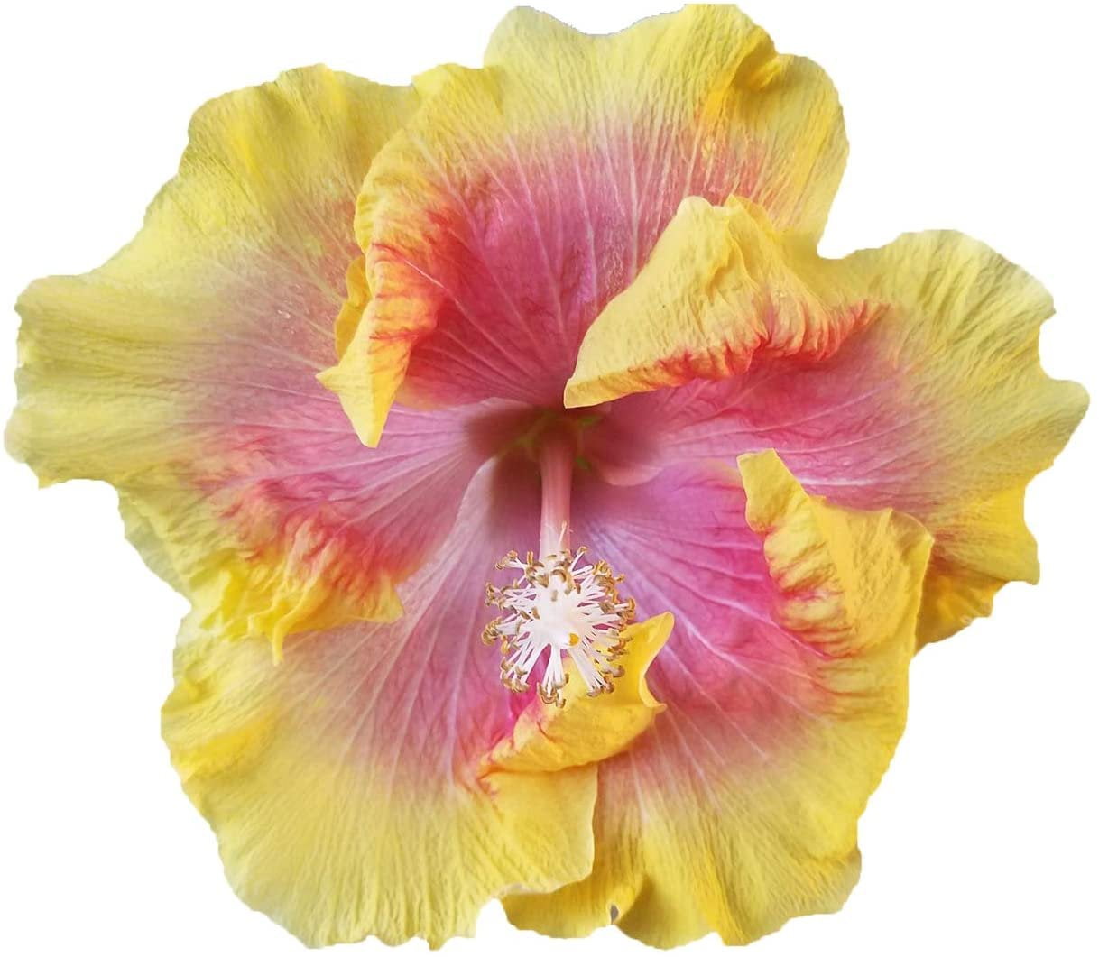 Hibiscus Flower Shrub, Cajun Color Bon Temp, Starter Plant - Walmart.com