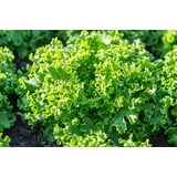 Green Ice Leaf Lettuce Seeds, 1000 Heirloom Seeds Per Packet, Non GMO ...