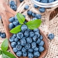 Top Hat Blueberry Plant Live, Dwarf Blueberry Starter Bush for Garden ...