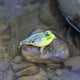 Rebel Frog-R Topwater Bullfrog 2 3/8" 5/16 oz. - Walmart.com