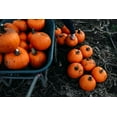 TomorrowSeeds - Wee-B-Little Pumpkin Seeds - 40+ Count - For 2026 ...