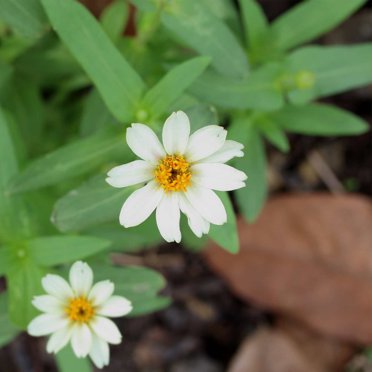 Painted Daisy - Pyrethrum - Robinson's Mix - 500 Mg Packet ~200 Seeds ...